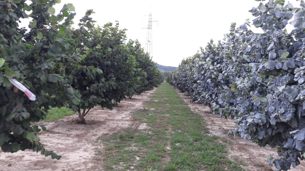 PRIME INDICAZIONI SULL’UTILIZZO DI CORROBORANTI - CAOLINO BPLN E SAPONE ...