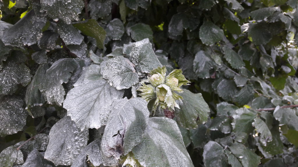 PRIME INDICAZIONI SULL’UTILIZZO DI CORROBORANTI - CAOLINO BPLN E SAPONE ...