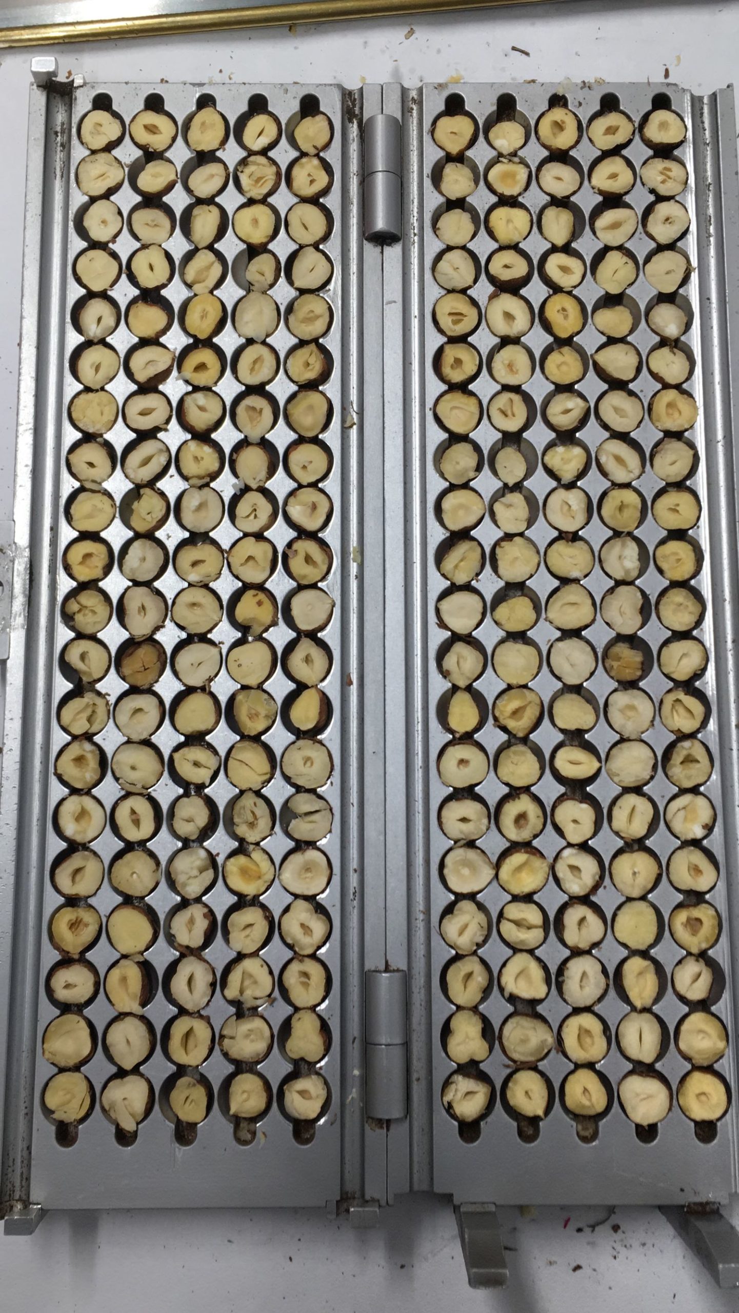 Prova di lotta contro le cimici del nocciolo con insetticidi integrati ...